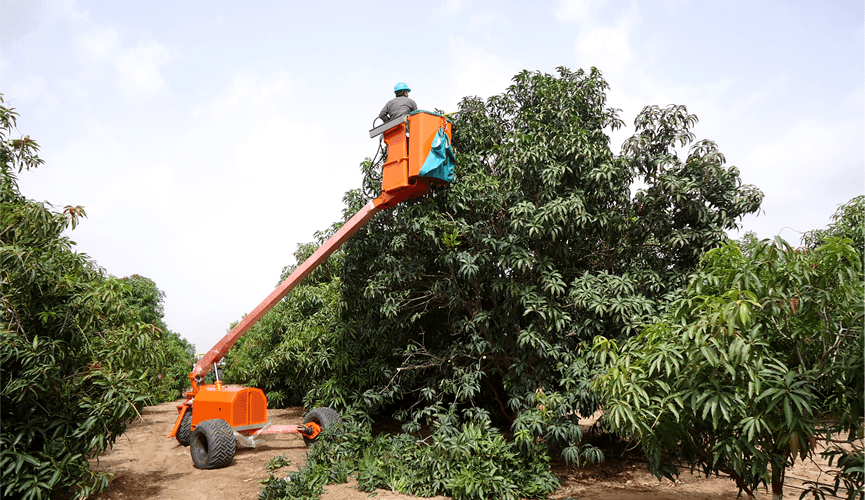 TREE MAINTANANCE, Planter | Self Propelled Sprayer, Pruning of Trees ...